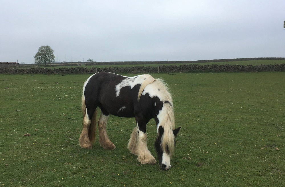 Haribo Fields Forever | Trials of a Trail Riding Horse