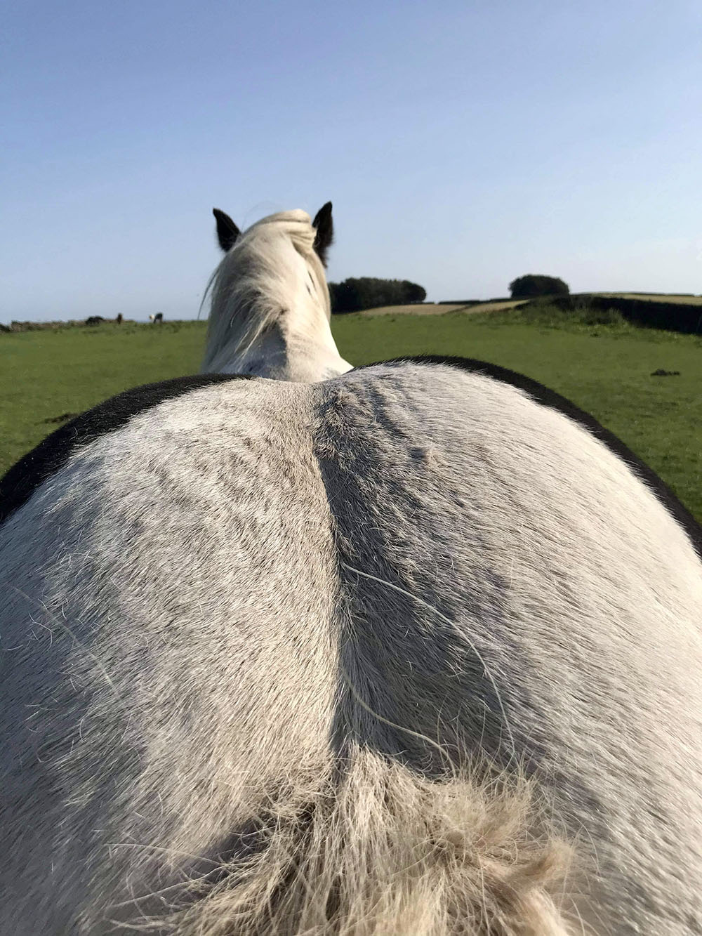 The Human Bum Scratchers | Trials of a Trail Riding Horse