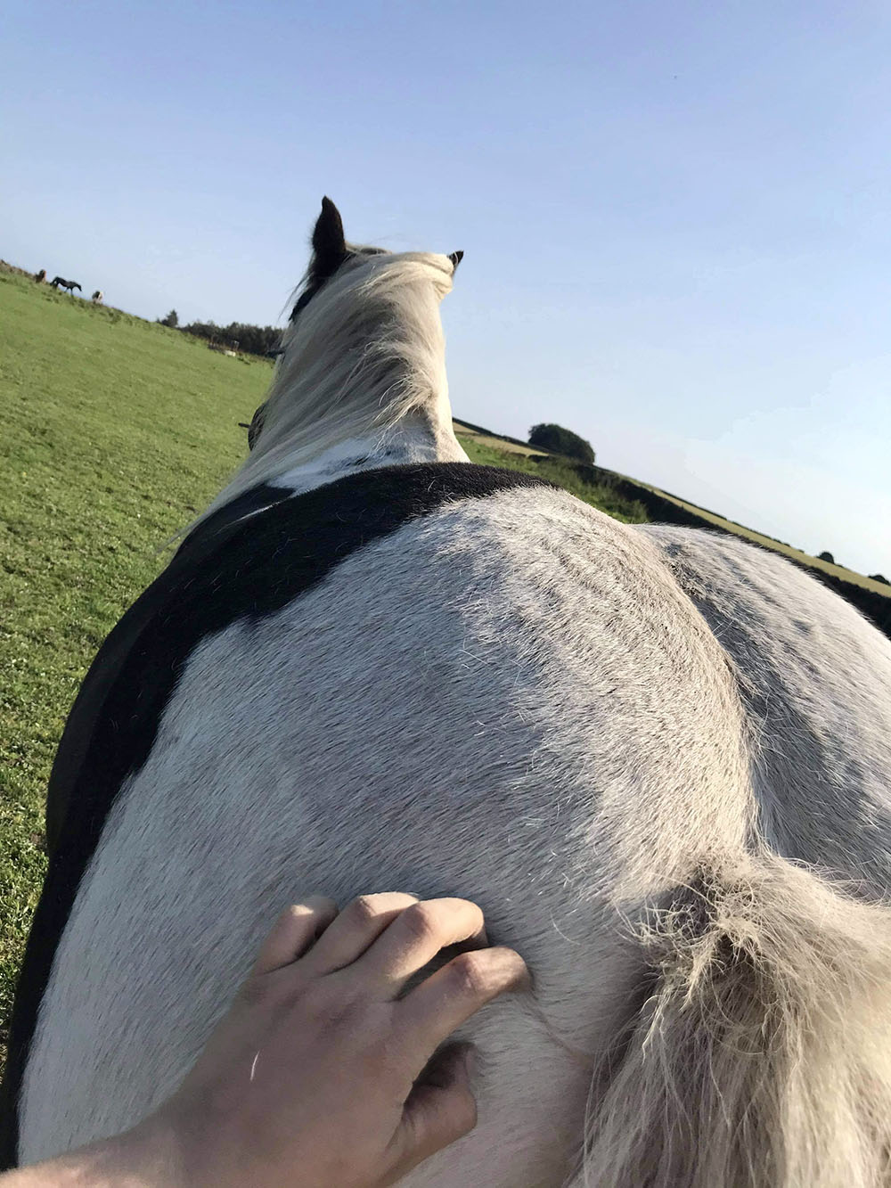 The Human Bum Scratchers | Trials of a Trail Riding Horse
